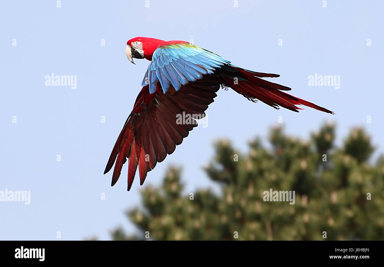 South American Red and green Macaw (Ara chloropterus) a.k.a. Green ...