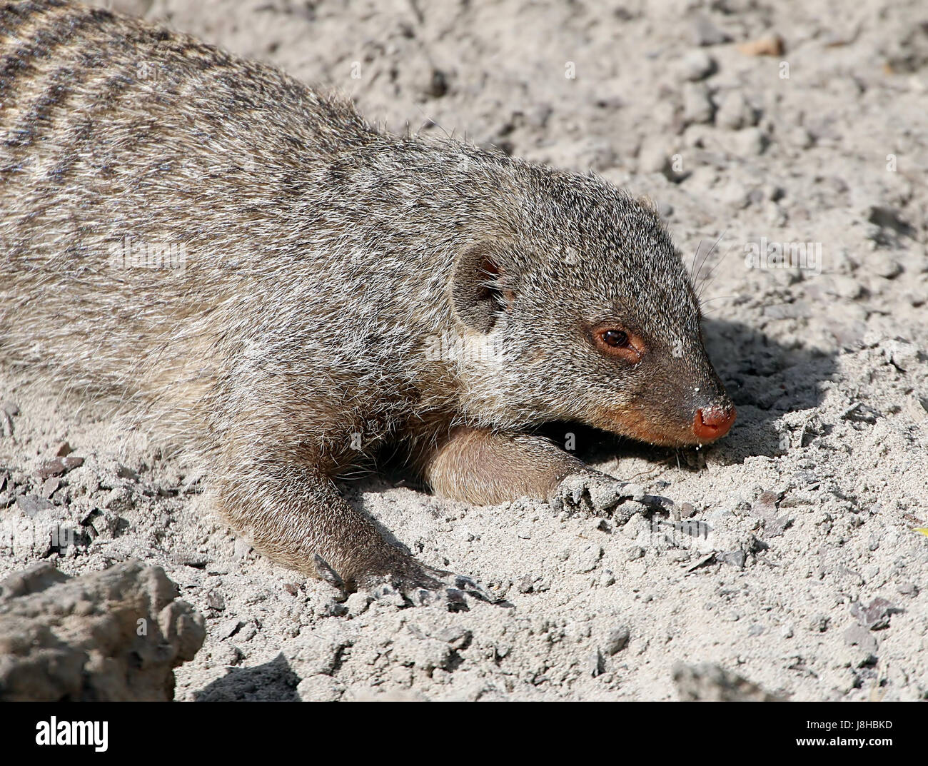 African Banded mongoose (Mungos mungo), close-up of the head Stock ...