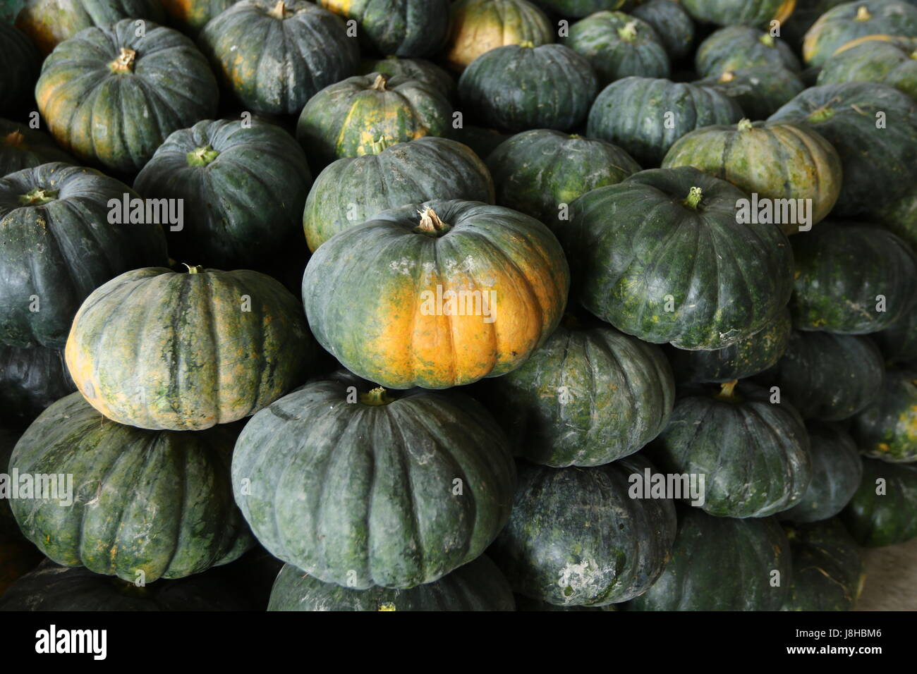 Musk pumpkin (Cucurbita moschata), Muskat de Provence Stock Photo - Alamy