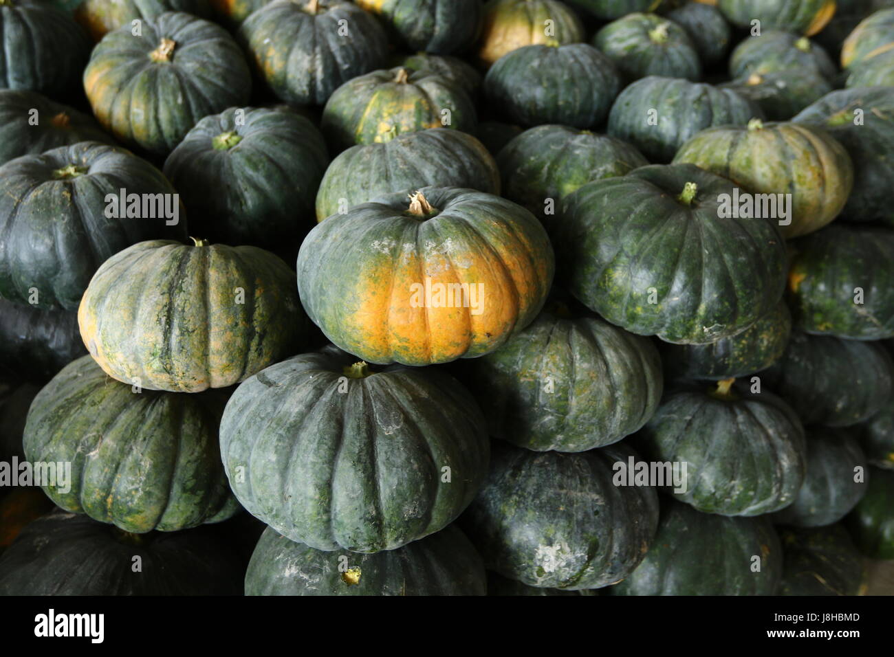 Musk pumpkin (Cucurbita moschata), Muskat de Provence Stock Photo - Alamy