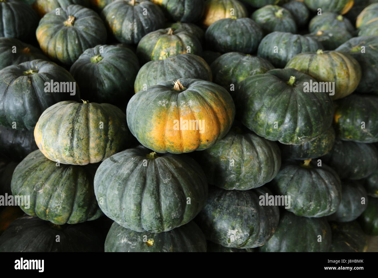 Musk pumpkin (Cucurbita moschata), Muskat de Provence Stock Photo - Alamy