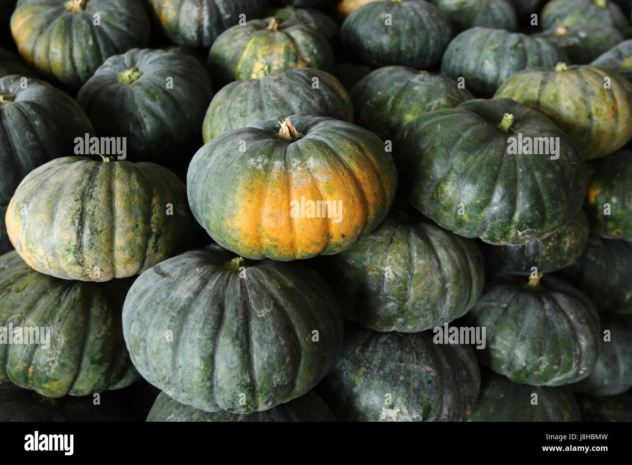 Musk pumpkin (Cucurbita moschata), Muskat de Provence Stock Photo - Alamy