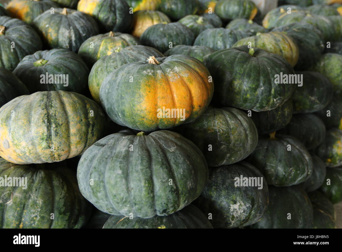 Musk pumpkin (Cucurbita moschata), Muskat de Provence Stock Photo - Alamy