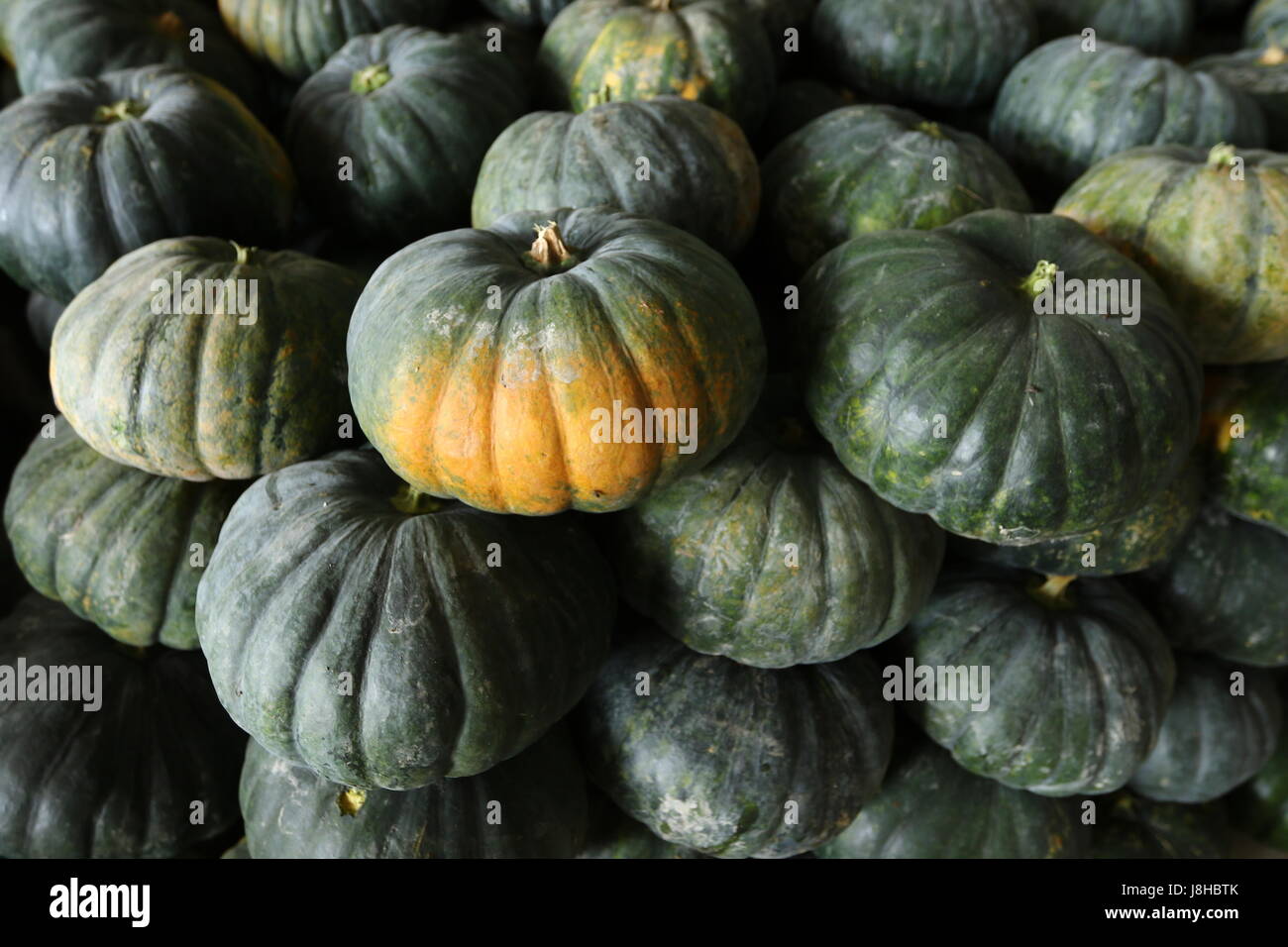 Musk pumpkin (Cucurbita moschata), Muskat de Provence Stock Photo - Alamy
