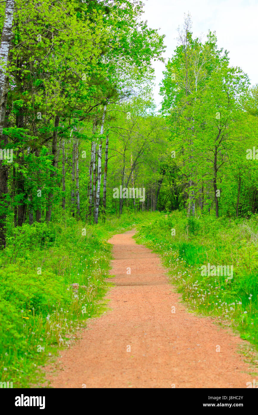 Gravel walking trail going through a green forest in the spring Stock ...