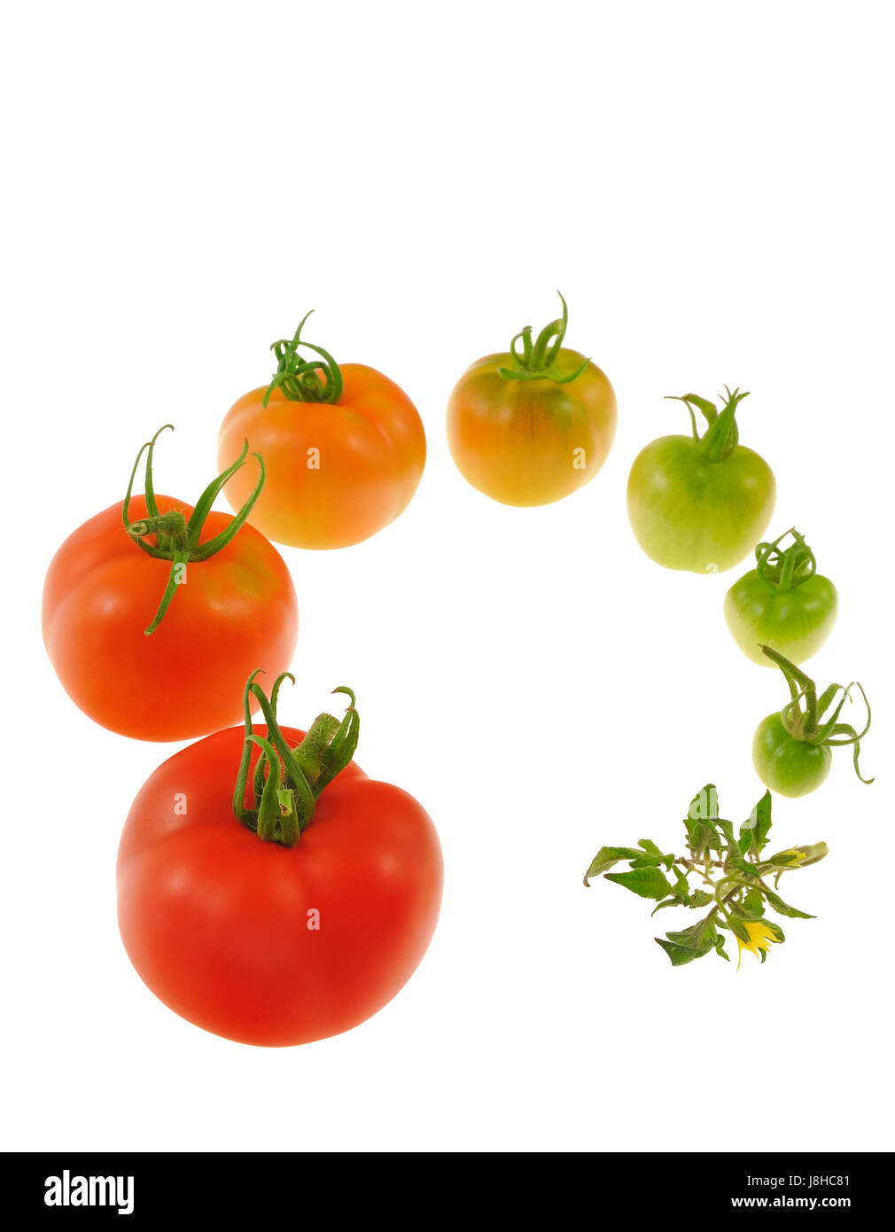 isolated, vegetable, progress, tomatoes, tomatos, growth, evolution ...