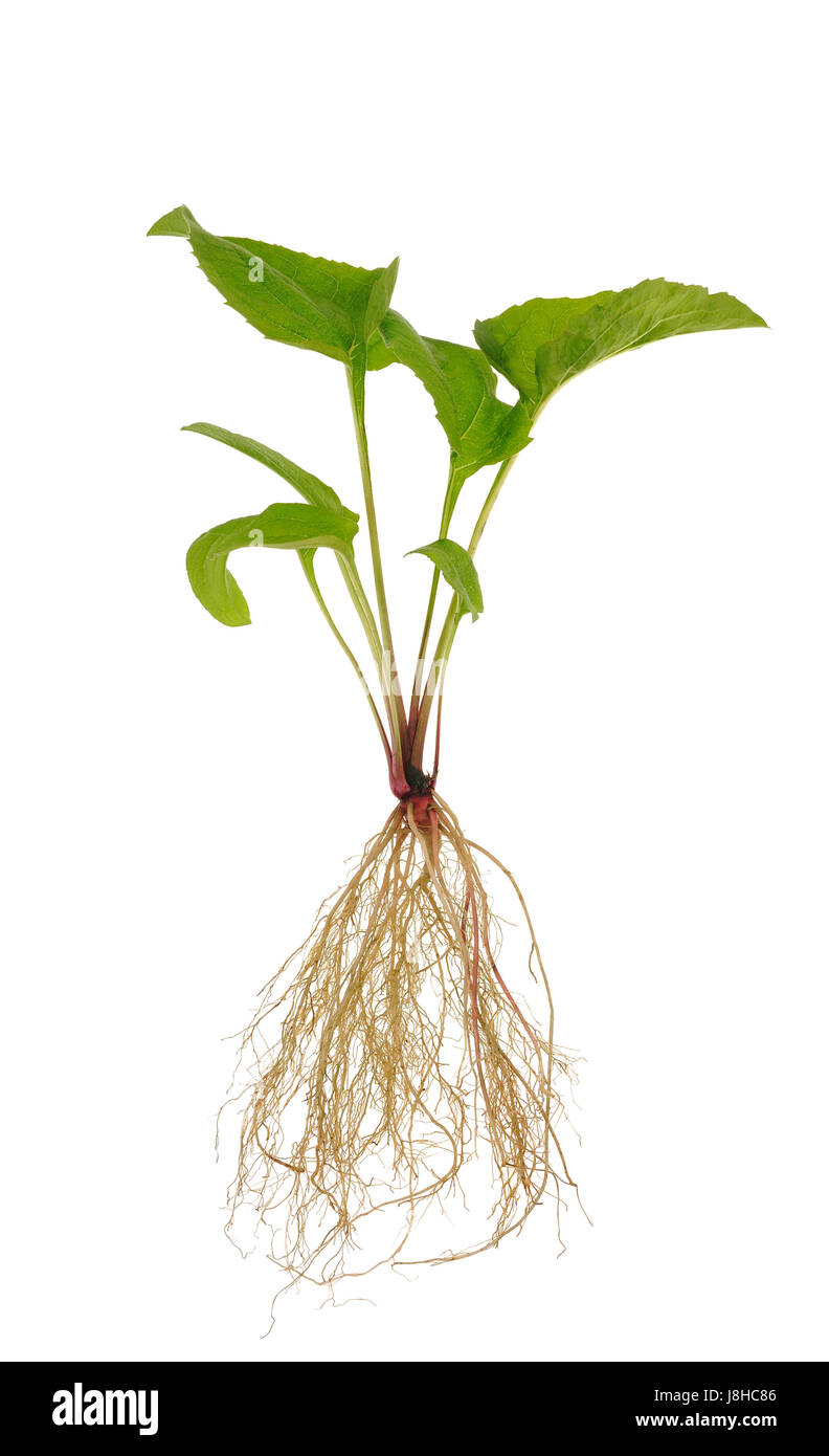 leaf, isolated, flower, plant, leaves, root, seedling, foliage, close ...