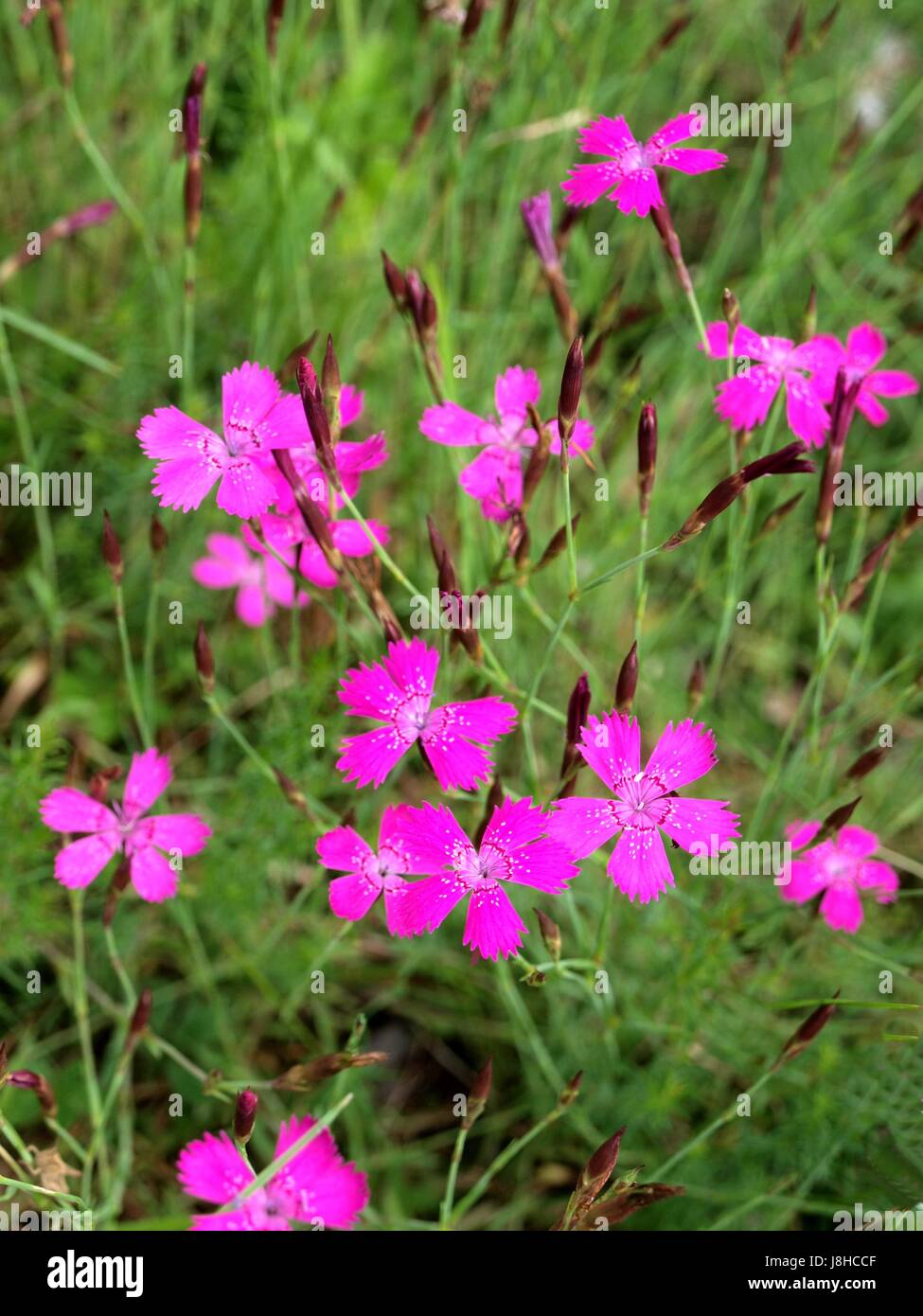 Kartusernelken hi-res stock photography and images - Alamy