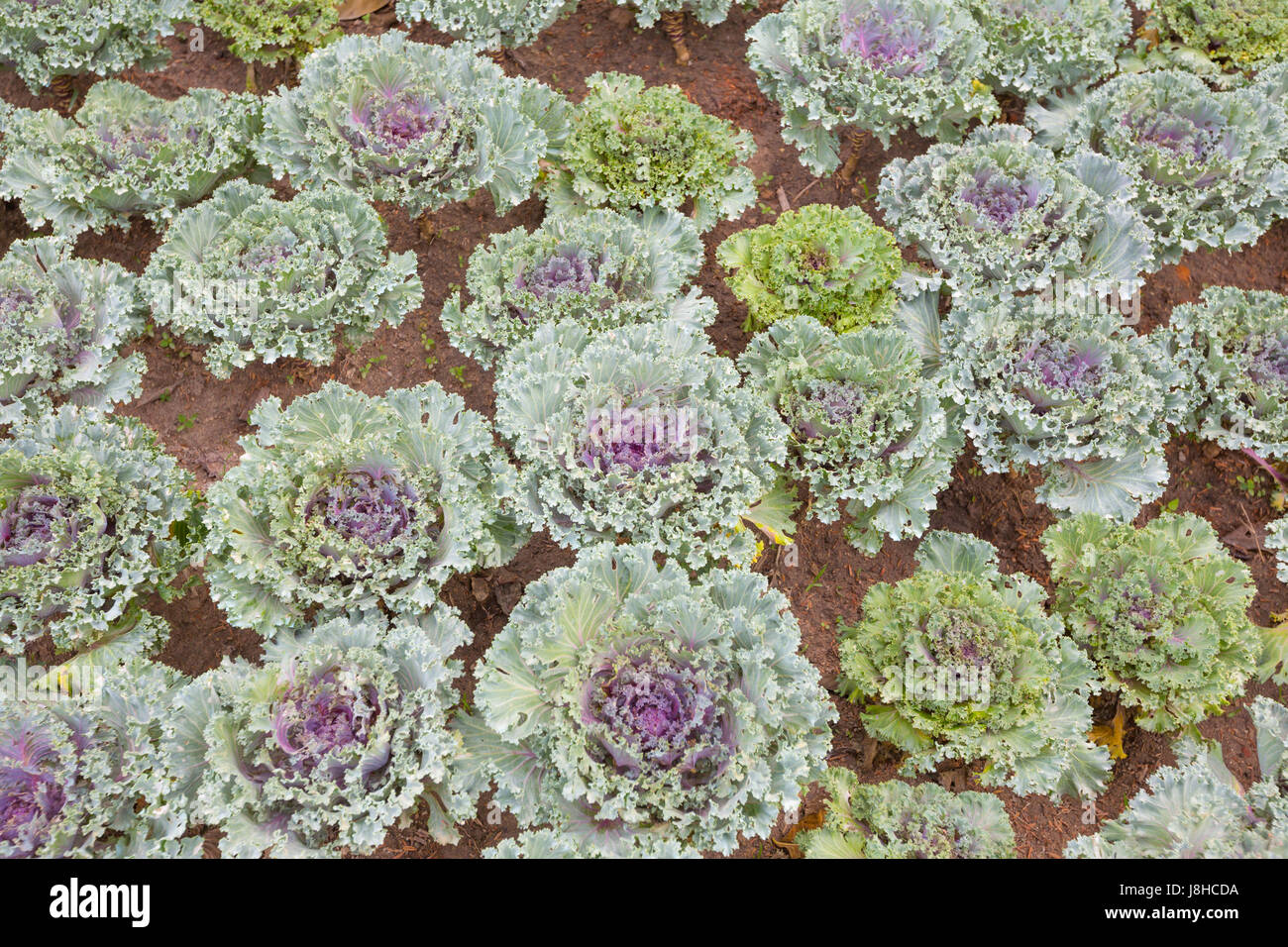 Chinese farm land hi-res stock photography and images - Alamy