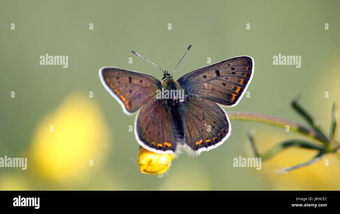 dark brown bluebird Stock Photo - Alamy