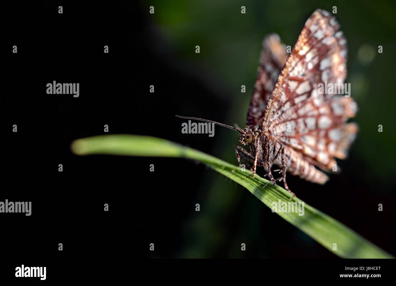 green, butterfly, wing, moth, page, sheet, grating, grate, grid, grille ...