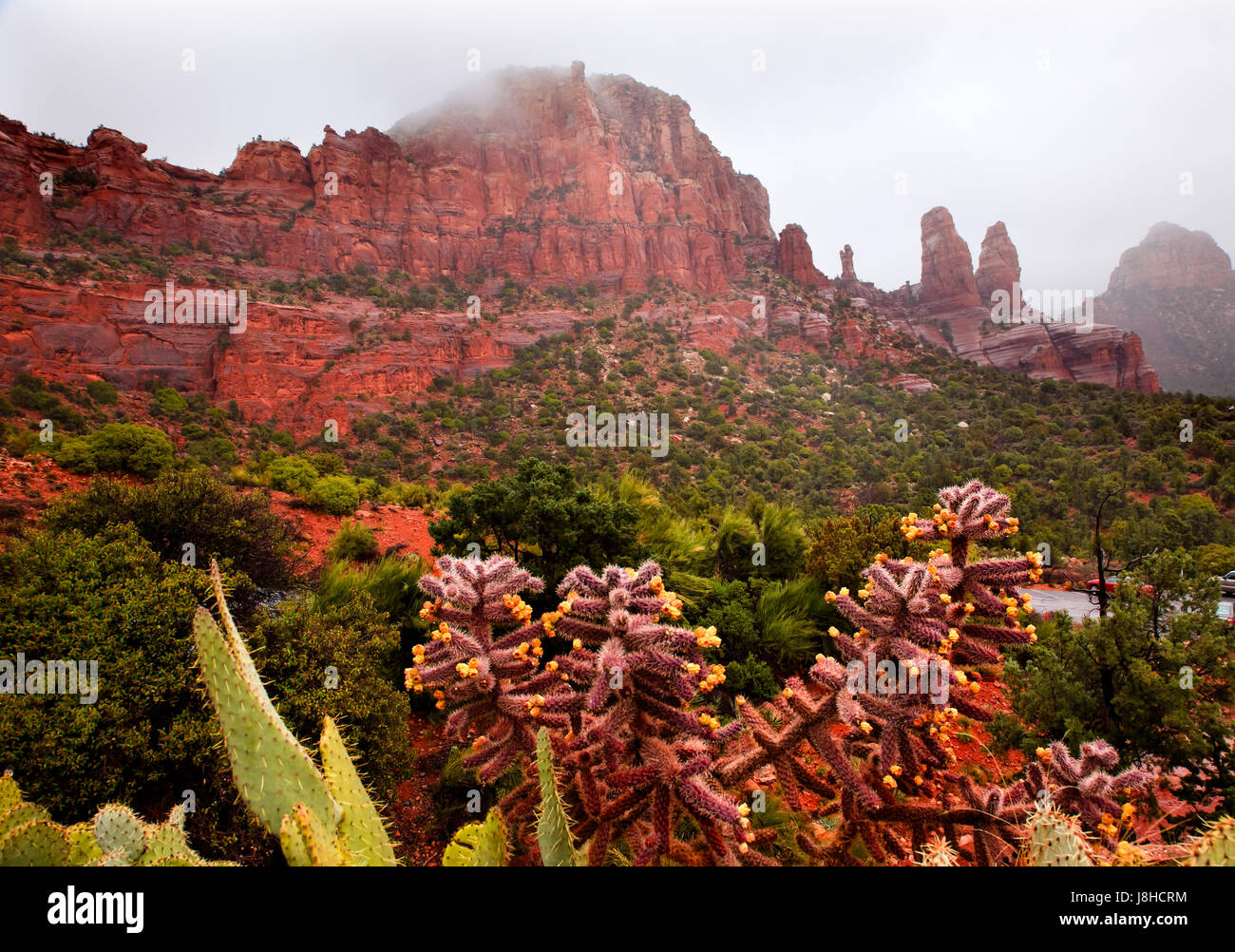 arizona, cactus, beautiful, beauteously, nice, travel, environment ...