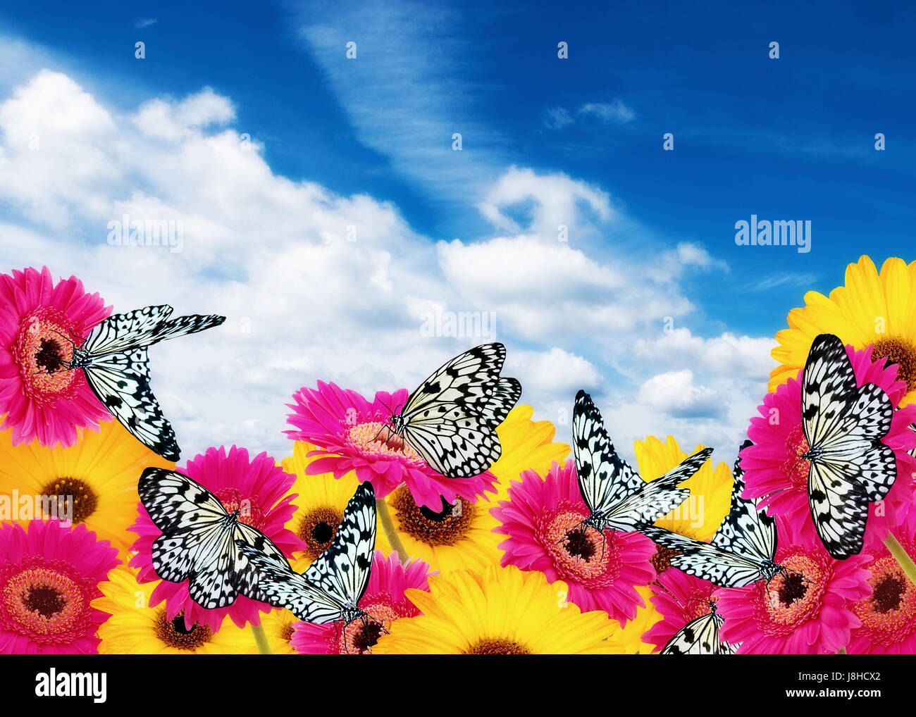 model, design, project, concept, plan, draft, insect, flower, plant ...