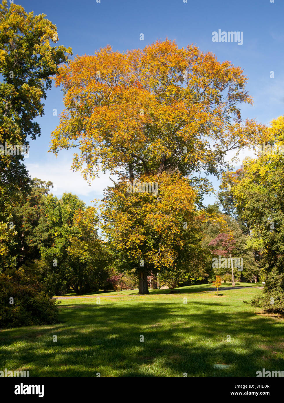 big, large, enormous, extreme, powerful, imposing, immense, relevant ...