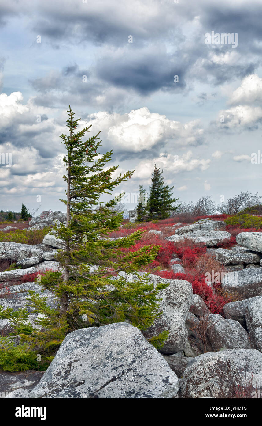Bleak landscape with tree hi-res stock photography and images - Alamy