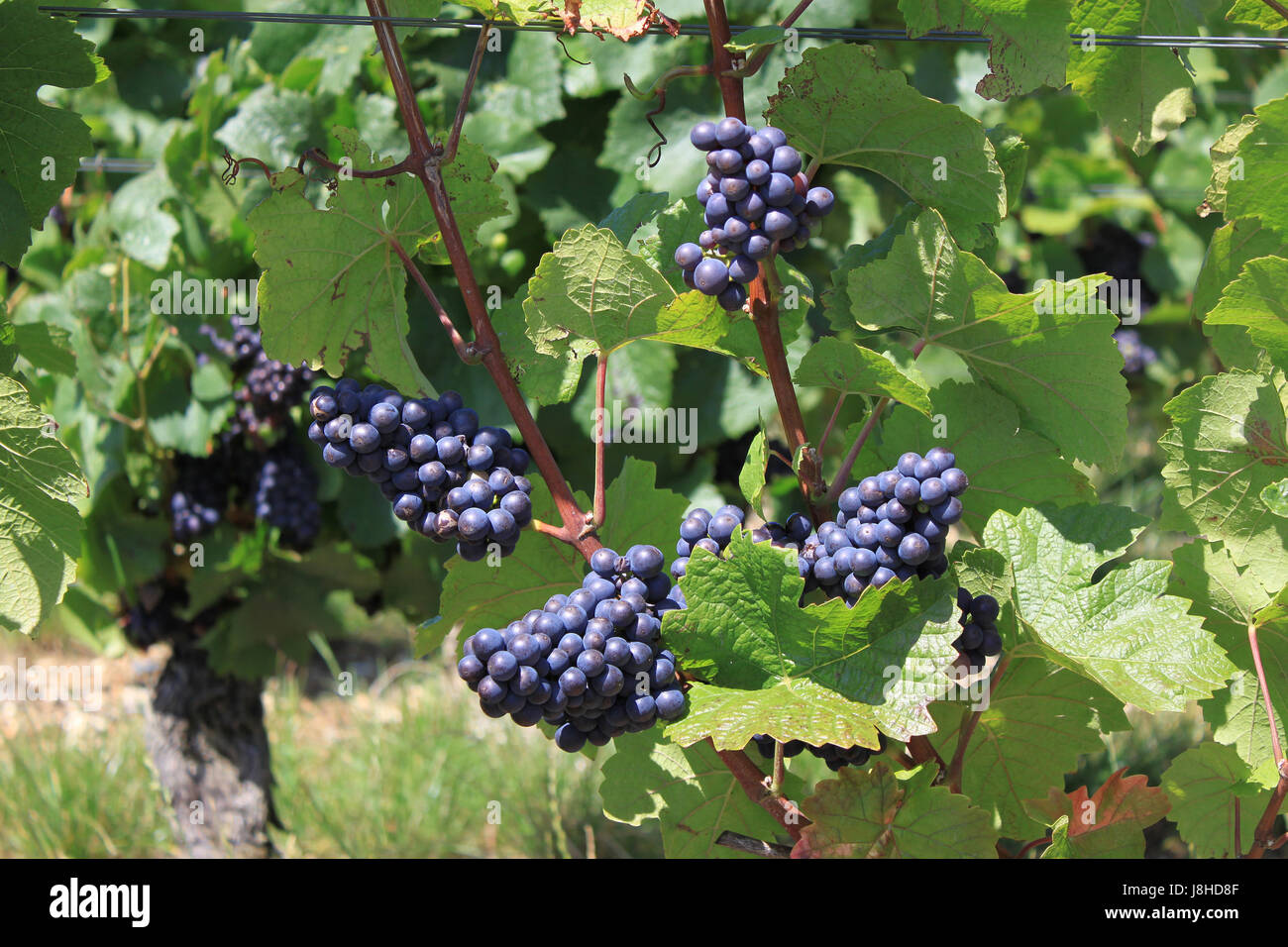 wine, grapes, progenies, fruits, vineyard, vines, fruit, wineyard, vine ...