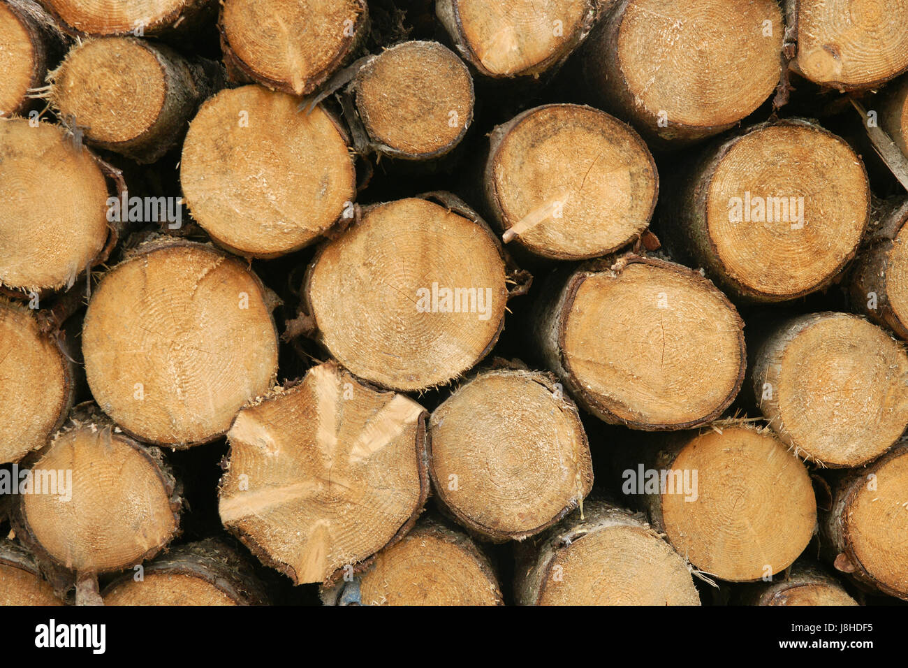 closeup, tree, trees, wood, shape, cut, timber, stack, abstract ...