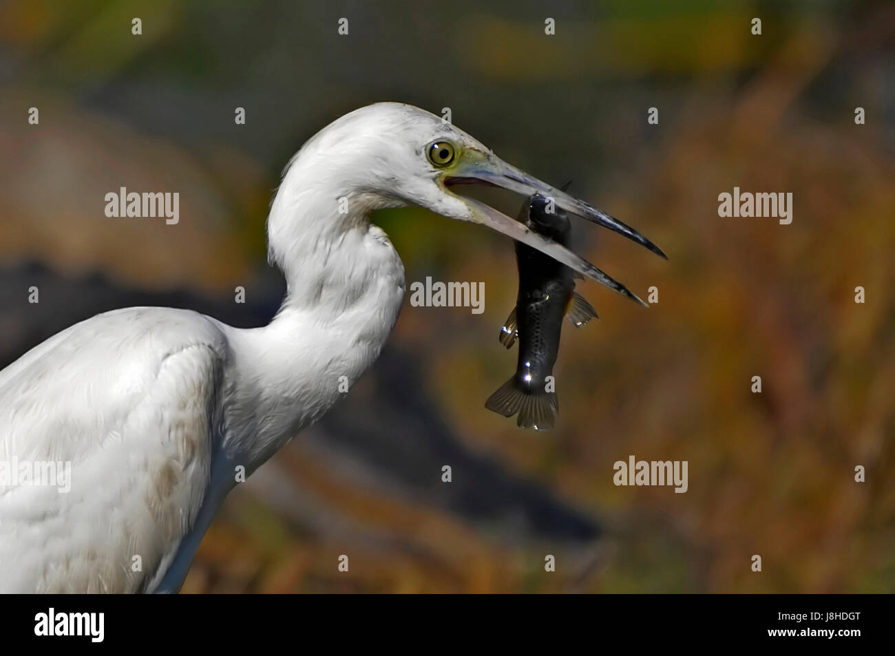 bird, birds, angle, fish, hunt, waterfowls, waterfowl, hounding ...