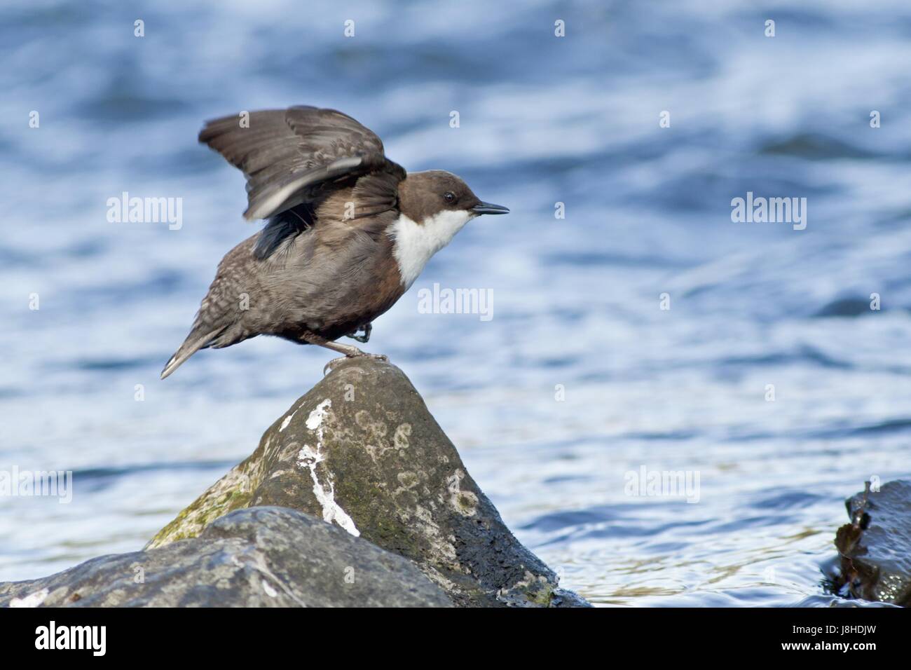 stream, fodder, stone, bird, insects, birds, blank, european, caucasian ...