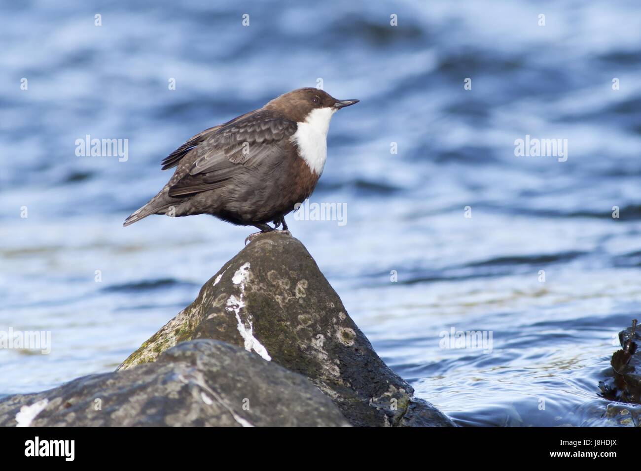 Bird insects hi-res stock photography and images - Alamy
