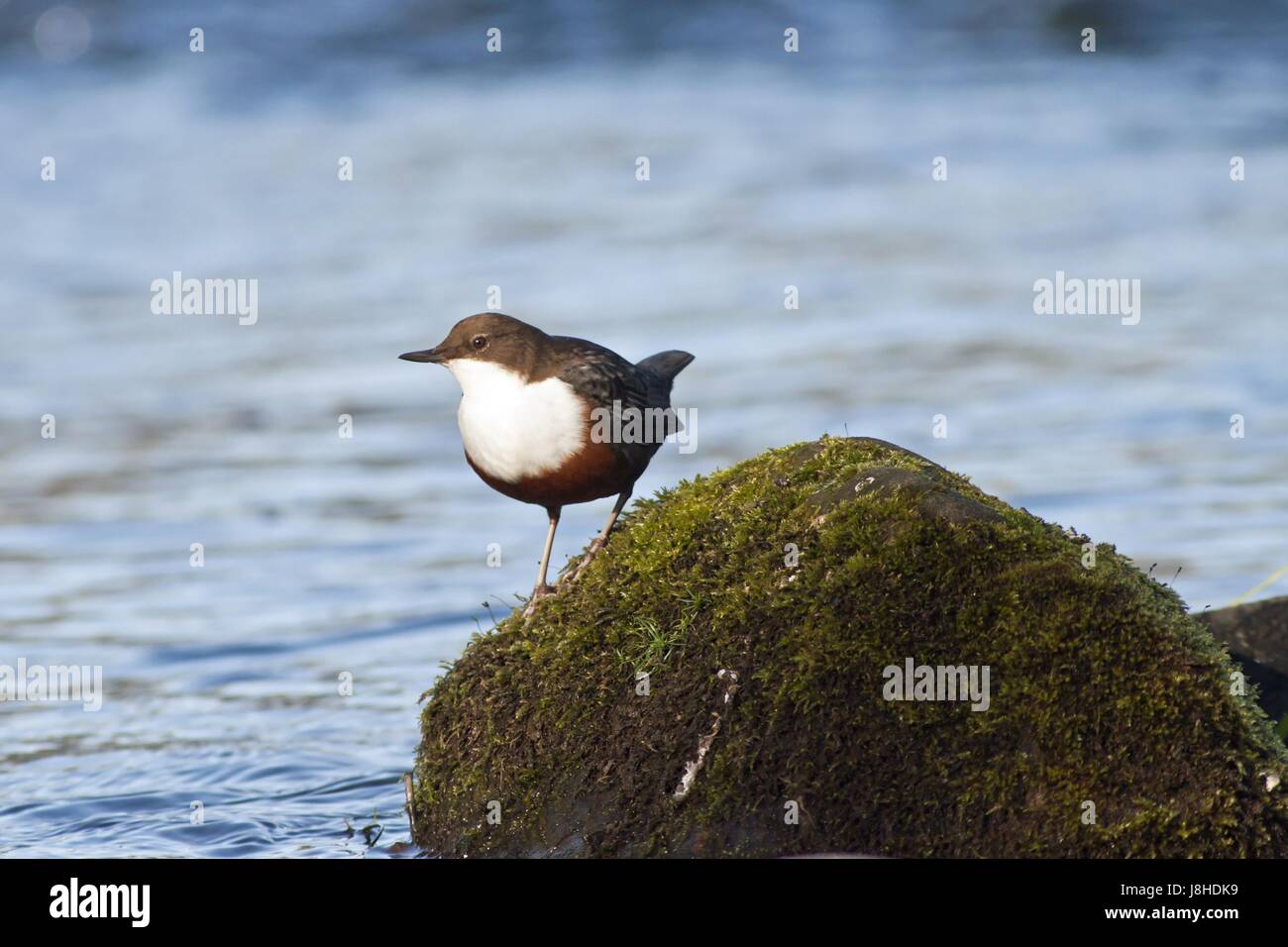 Birds and insects hi-res stock photography and images - Alamy