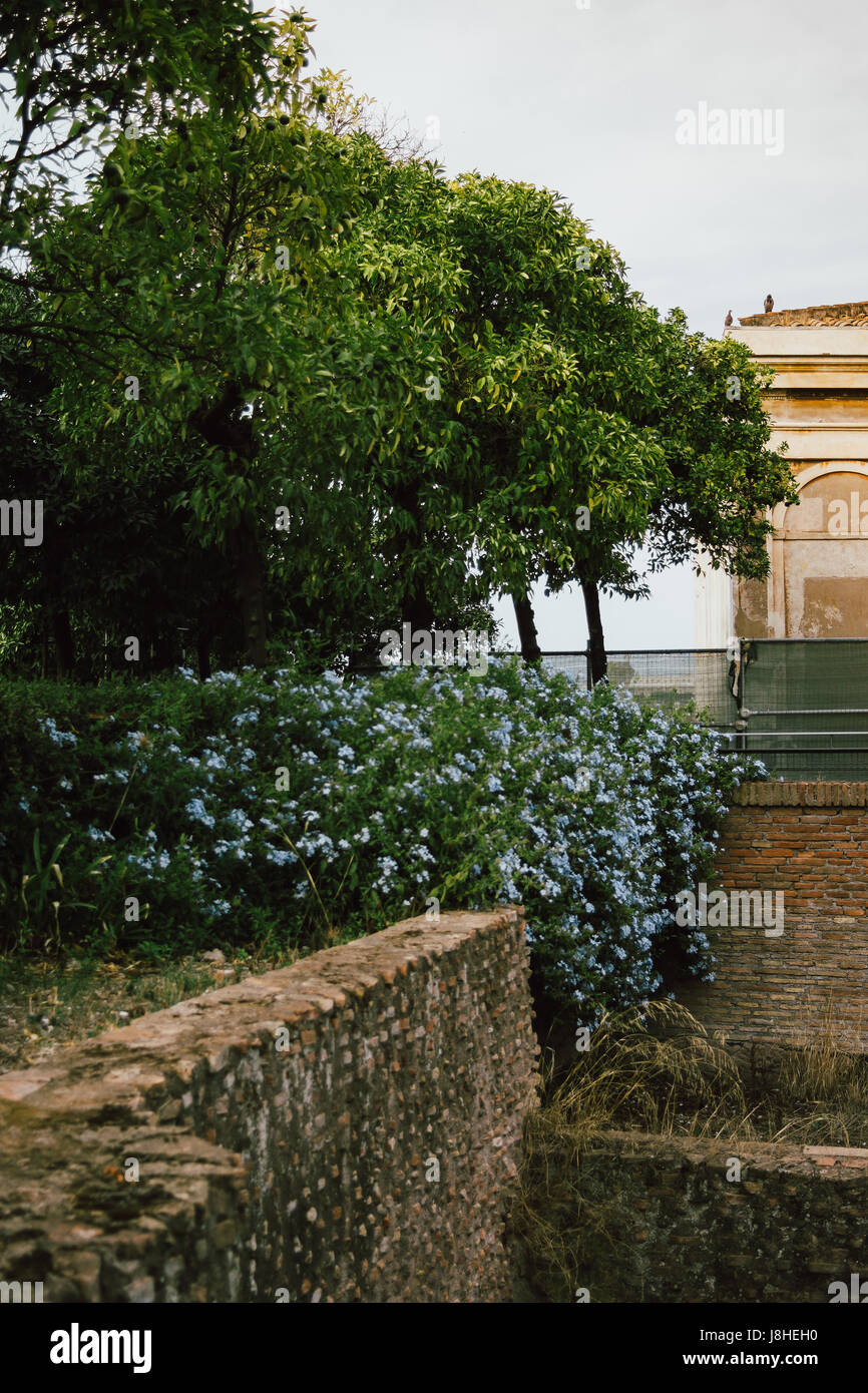 Roman trees hi-res stock photography and images - Alamy
