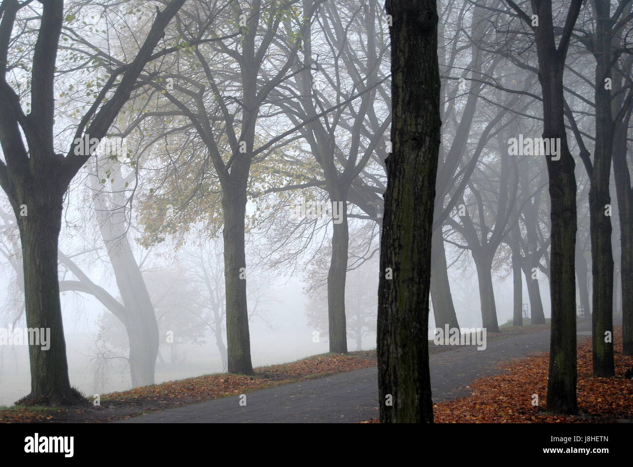 fog, avenue, fall, autumn, tree, trees, trunk, fog, far-sightedness ...