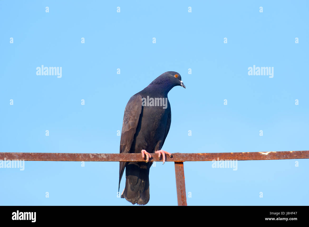 animal, bird, fauna, pigeon, wings, nature, head, blue, colour, animal ...