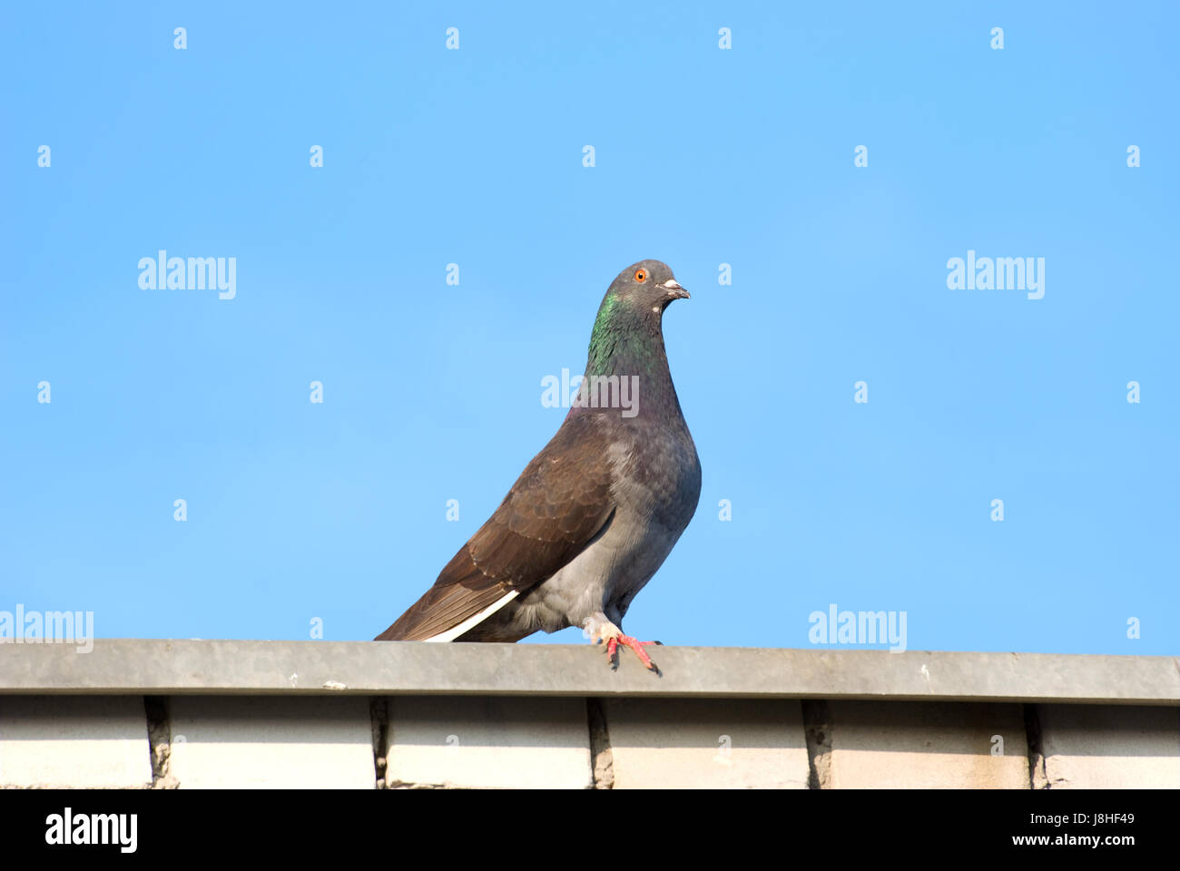 animal, bird, fauna, pigeon, wings, nature, head, blue, colour, animal ...
