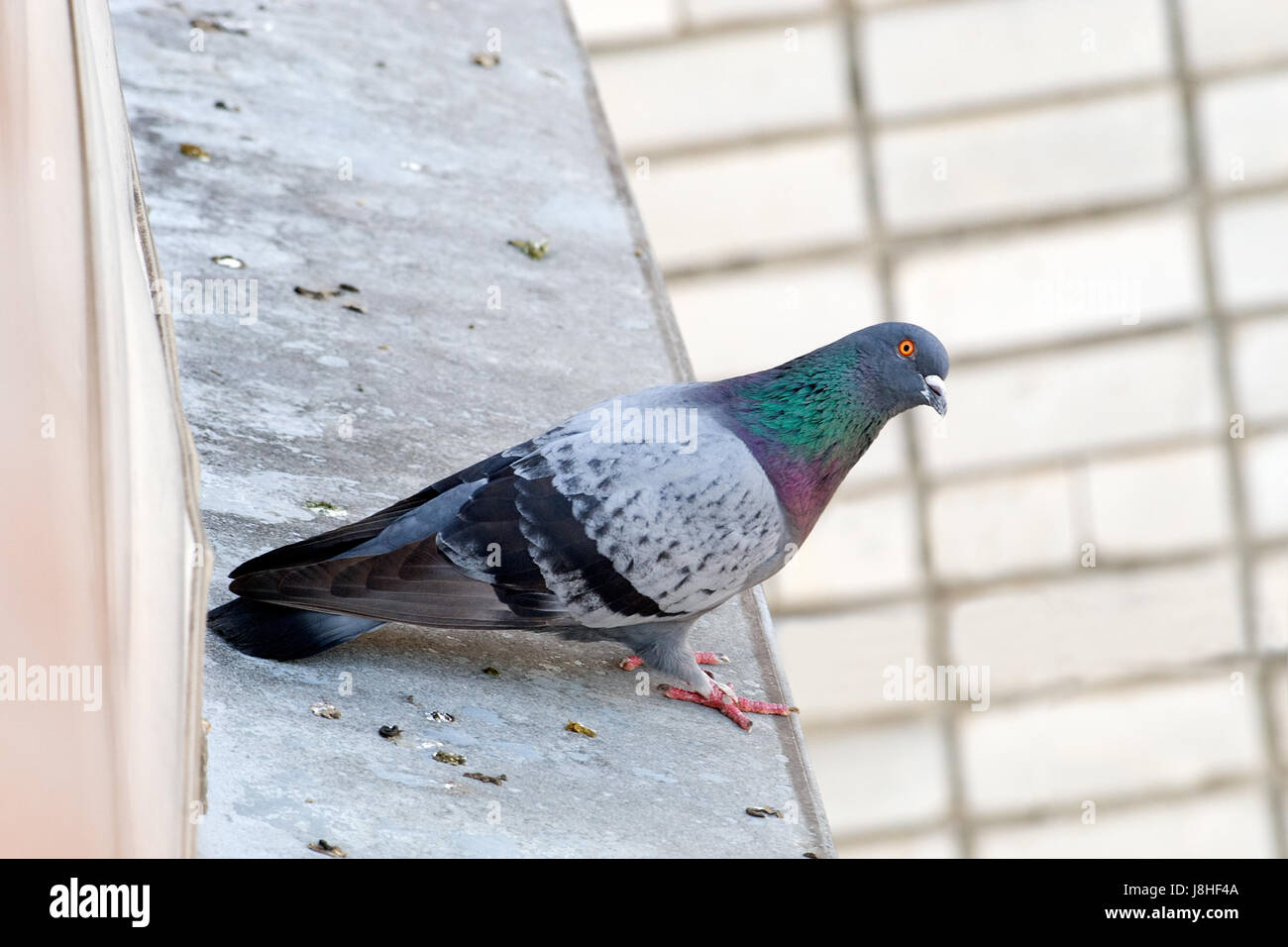 animal, bird, fauna, pigeon, wings, nature, head, blue, colour, animal ...