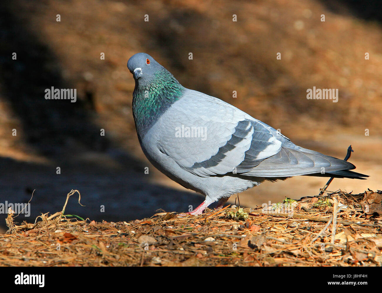 animal, bird, fauna, pigeon, wings, nature, head, blue, colour, animal ...