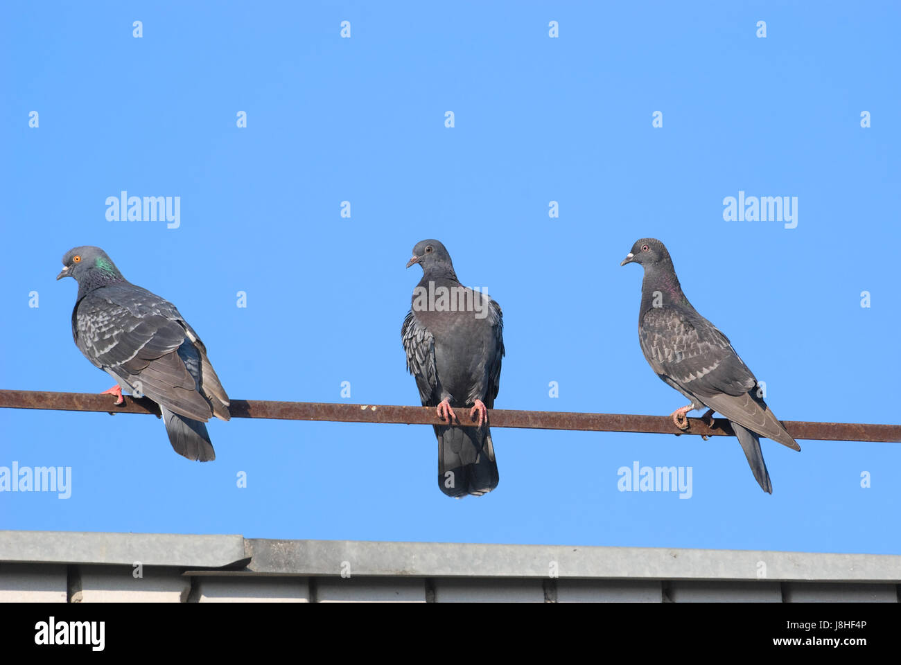 animal, bird, fauna, pigeon, wings, nature, head, blue, colour, animal ...