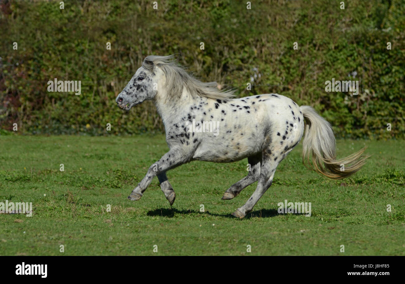 Gallop Movement