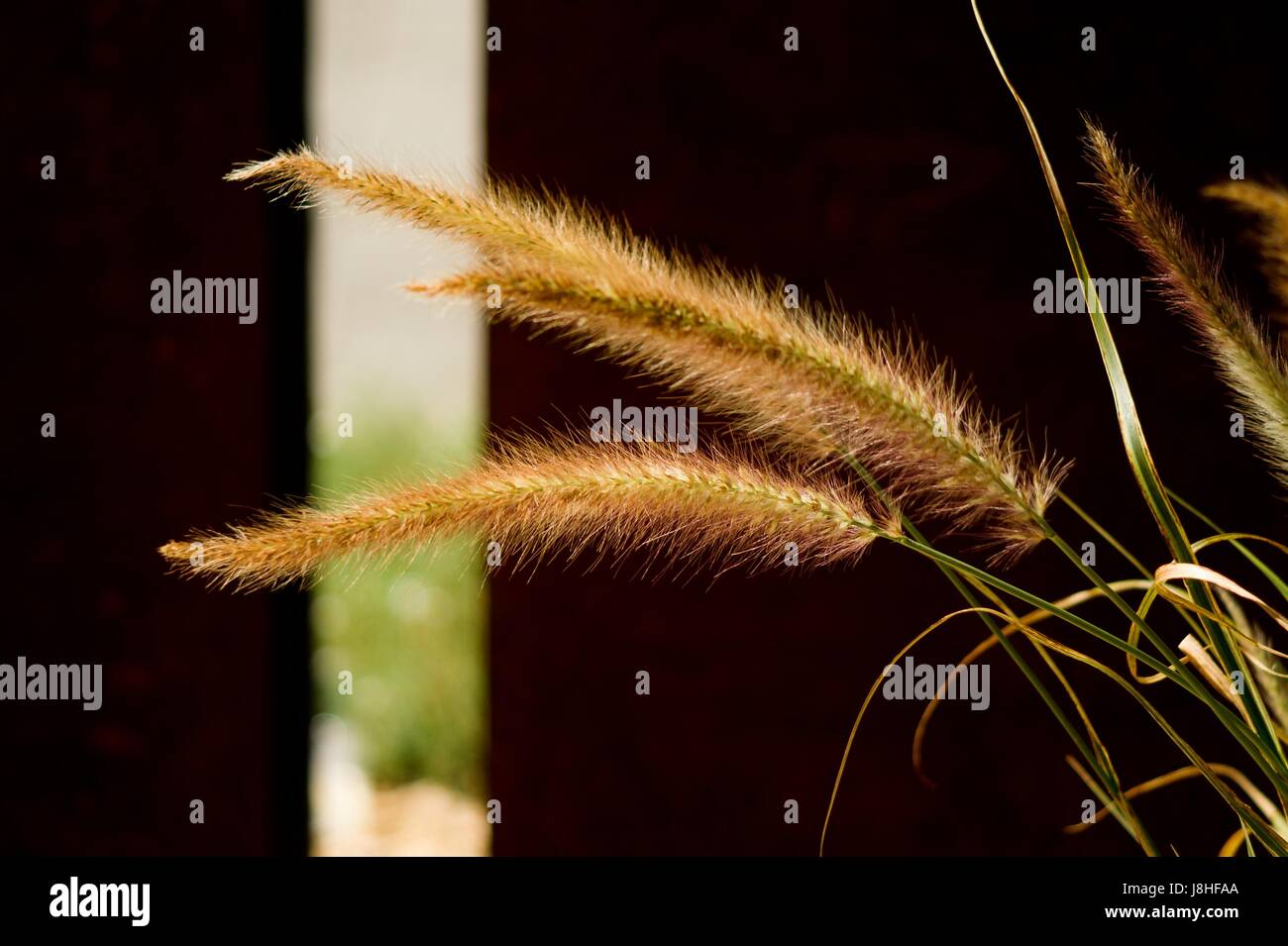 grasses, blades, meadow, grass, lawn, green, grasses, counter-light ...