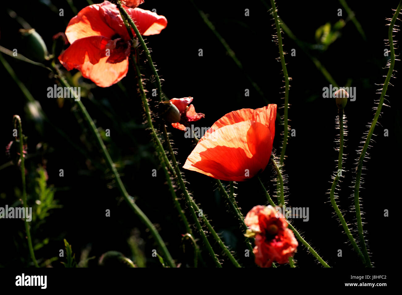 poppy, corn poppy, tango, poppies, field edge, counter-light, poppy ...