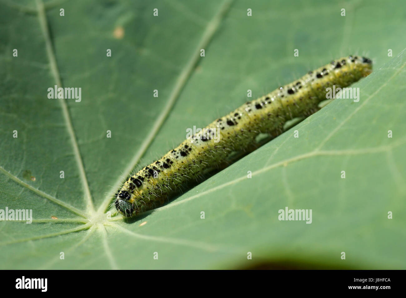 moth, caterpillar, larva, cabbage white butterfly, chrysalis stage ...