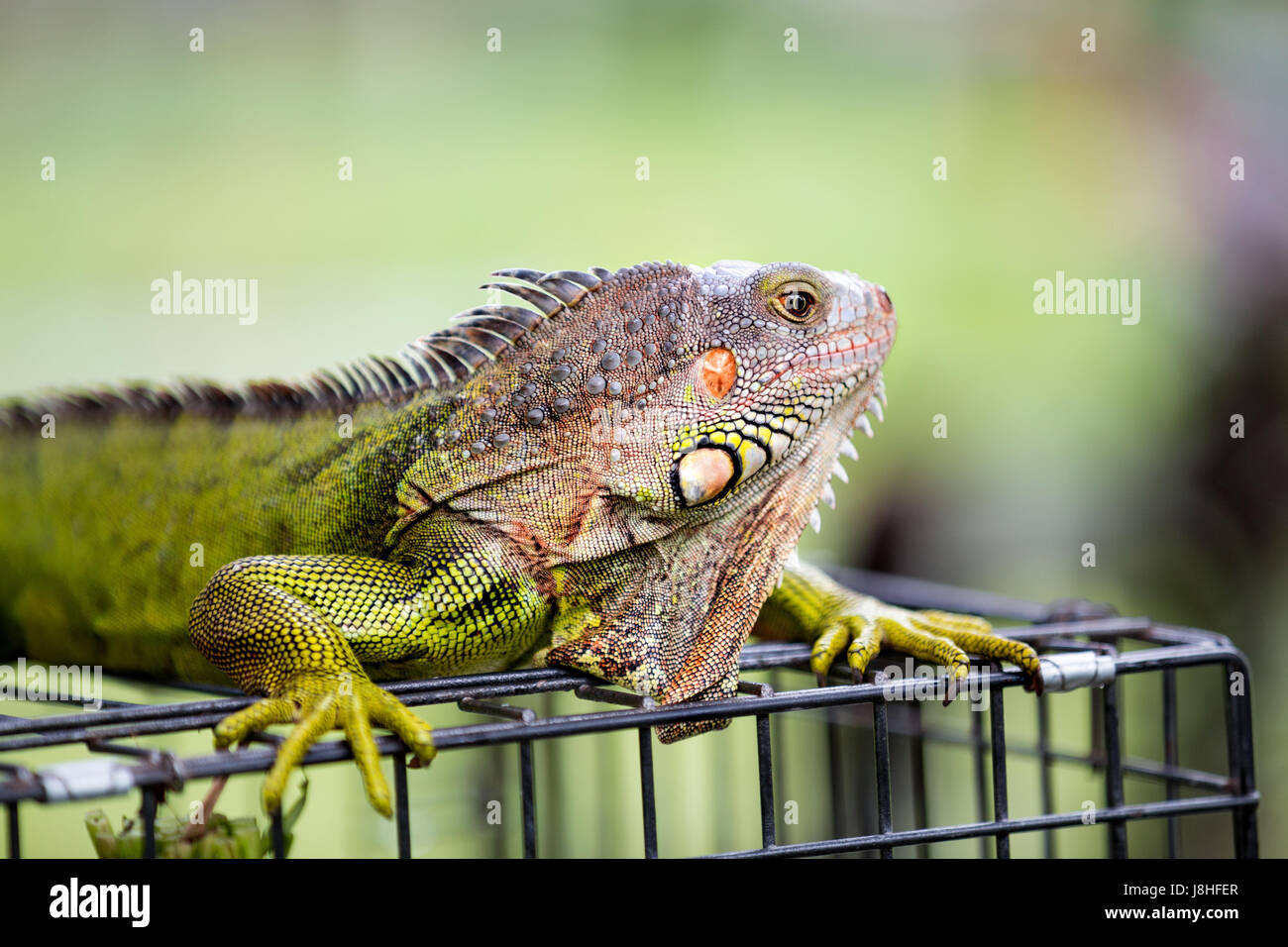 Close-up of a male green iguana dragon Stock Photo - Alamy
