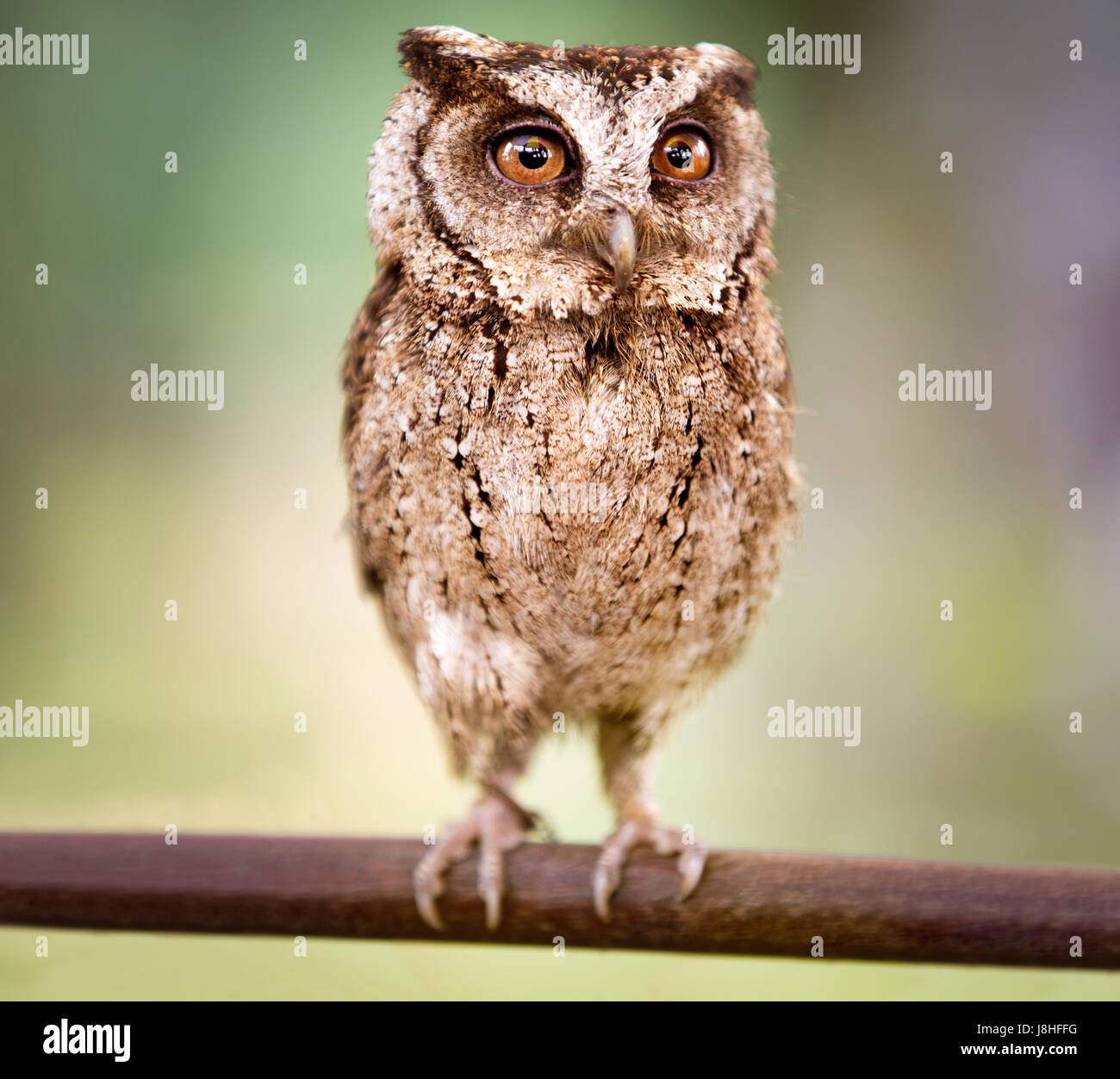 Full body owl hi-res stock photography and images - Alamy