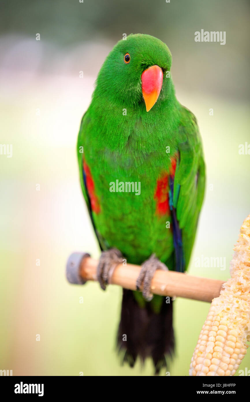 Beautiful green eclectus parrots Stock Photo - Alamy