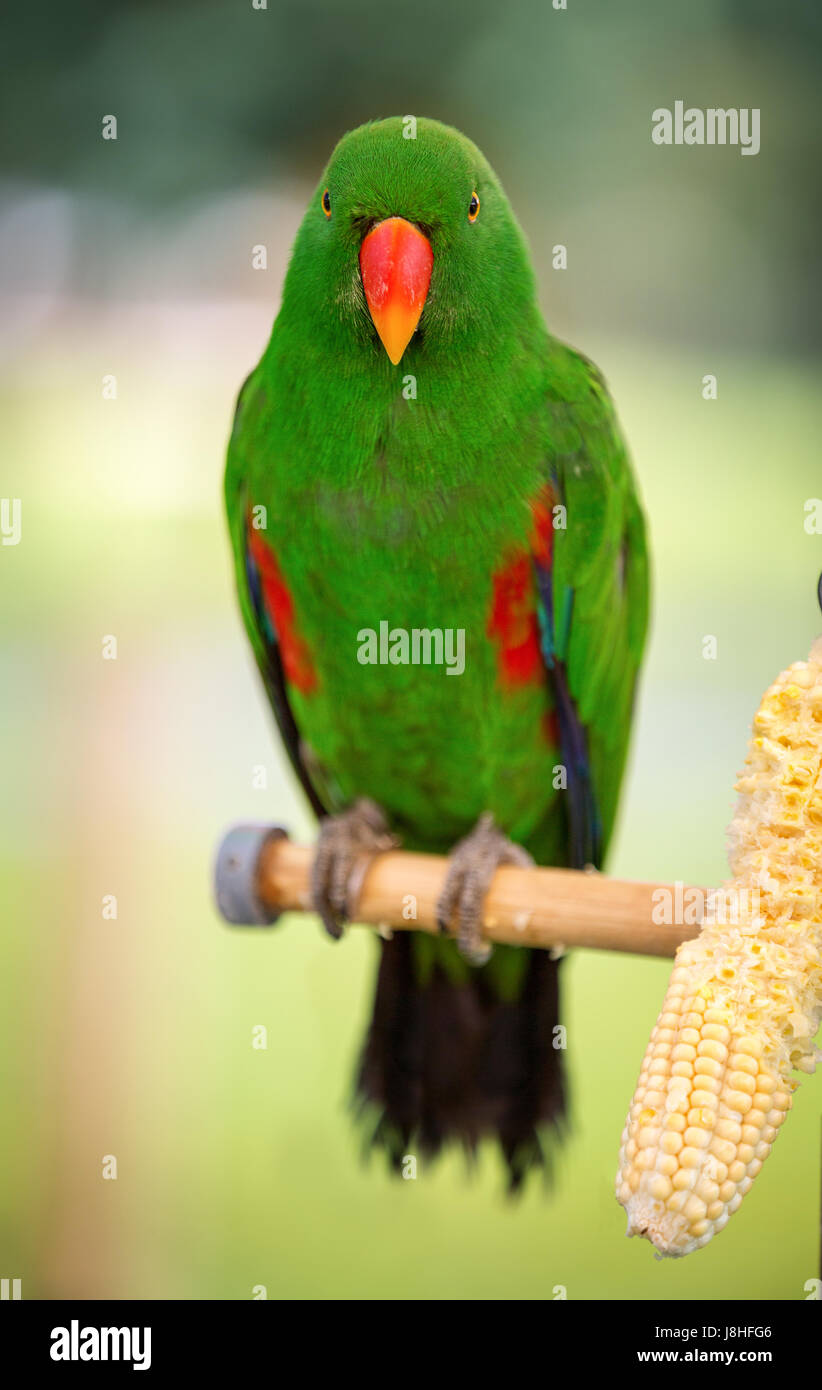 Parrot looking at camera hi-res stock photography and images - Alamy