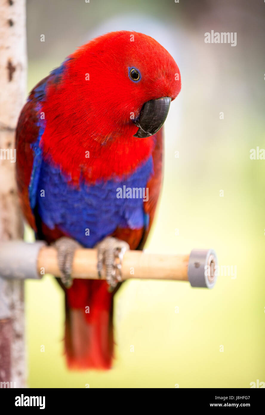Beautiful red parrot bird close up Stock Photo - Alamy