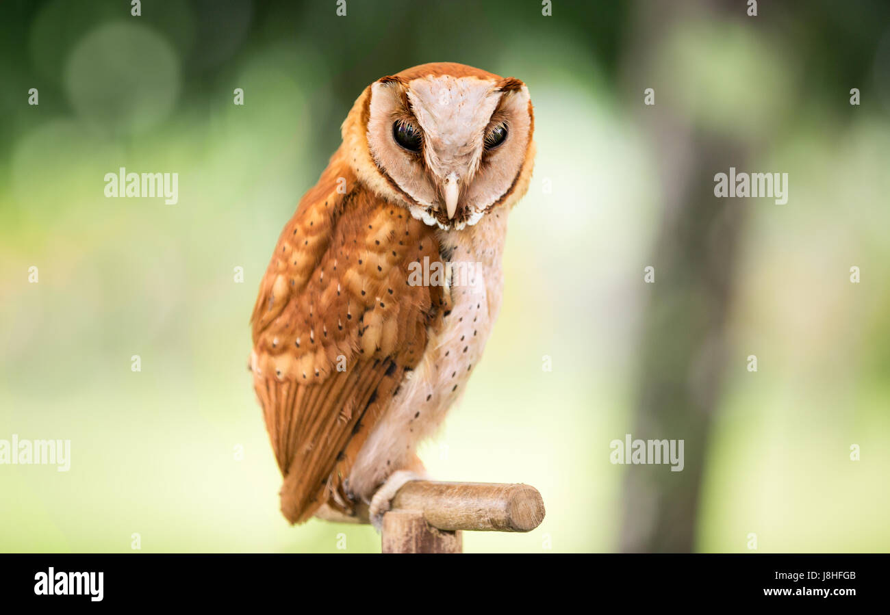 Full body owl hi-res stock photography and images - Alamy