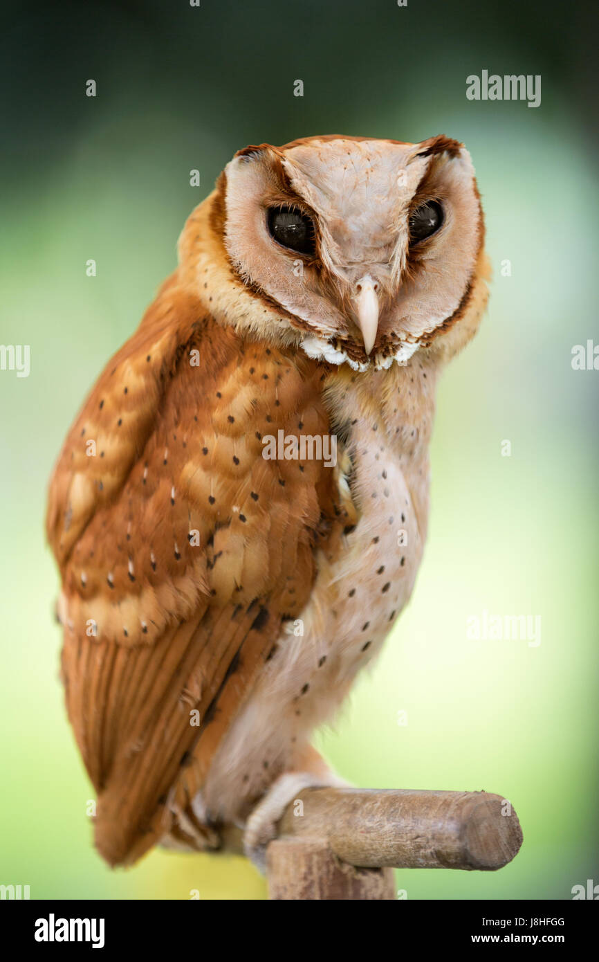 Beautiful owl, small bird predator , western screech owl Stock Photo ...