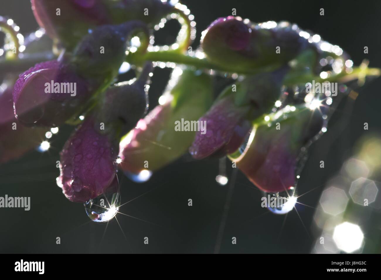 flower, plant, reflection, mirroring, dew, dewdrop, nature, shine ...