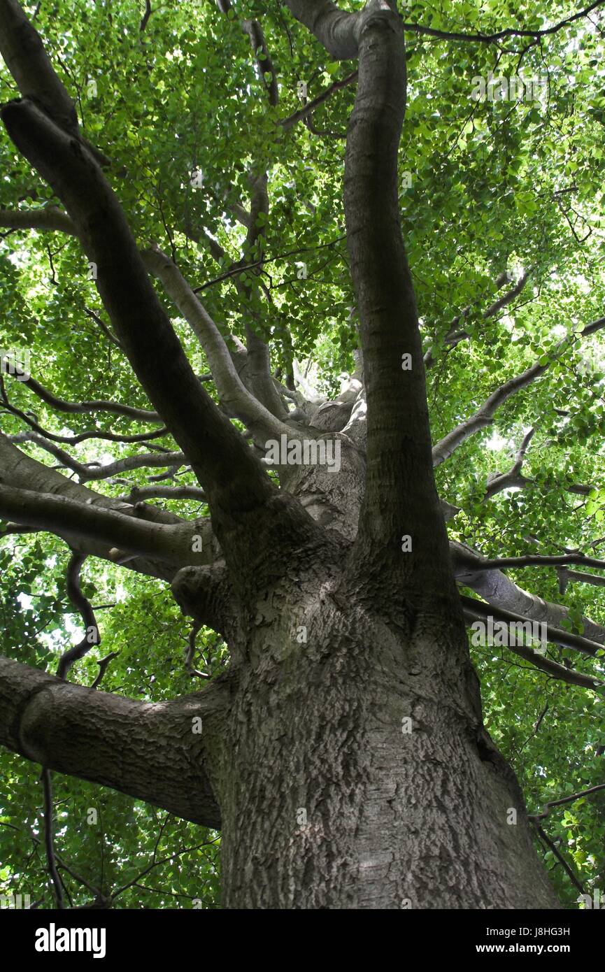 leaf, tree, wood, perspective, prospect, branch, head of a tree, high ...