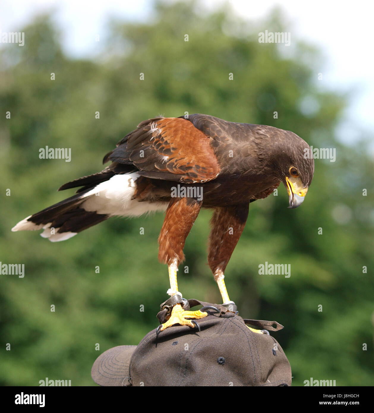in a raptor show,the beautiful bird perched on the head of a spectator ...