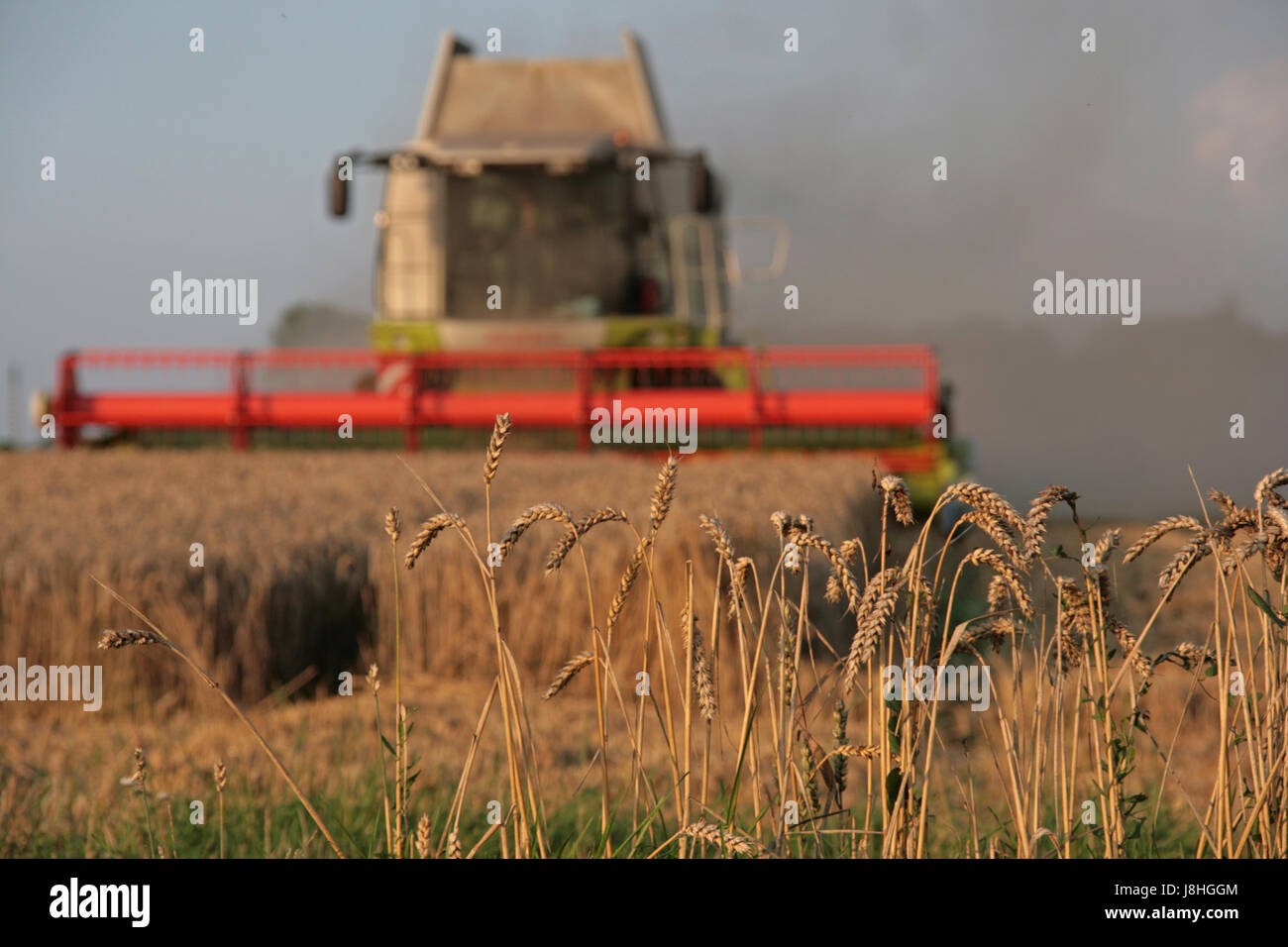 agriculture, farming, wheat, corn field, combine harvester, blades ...