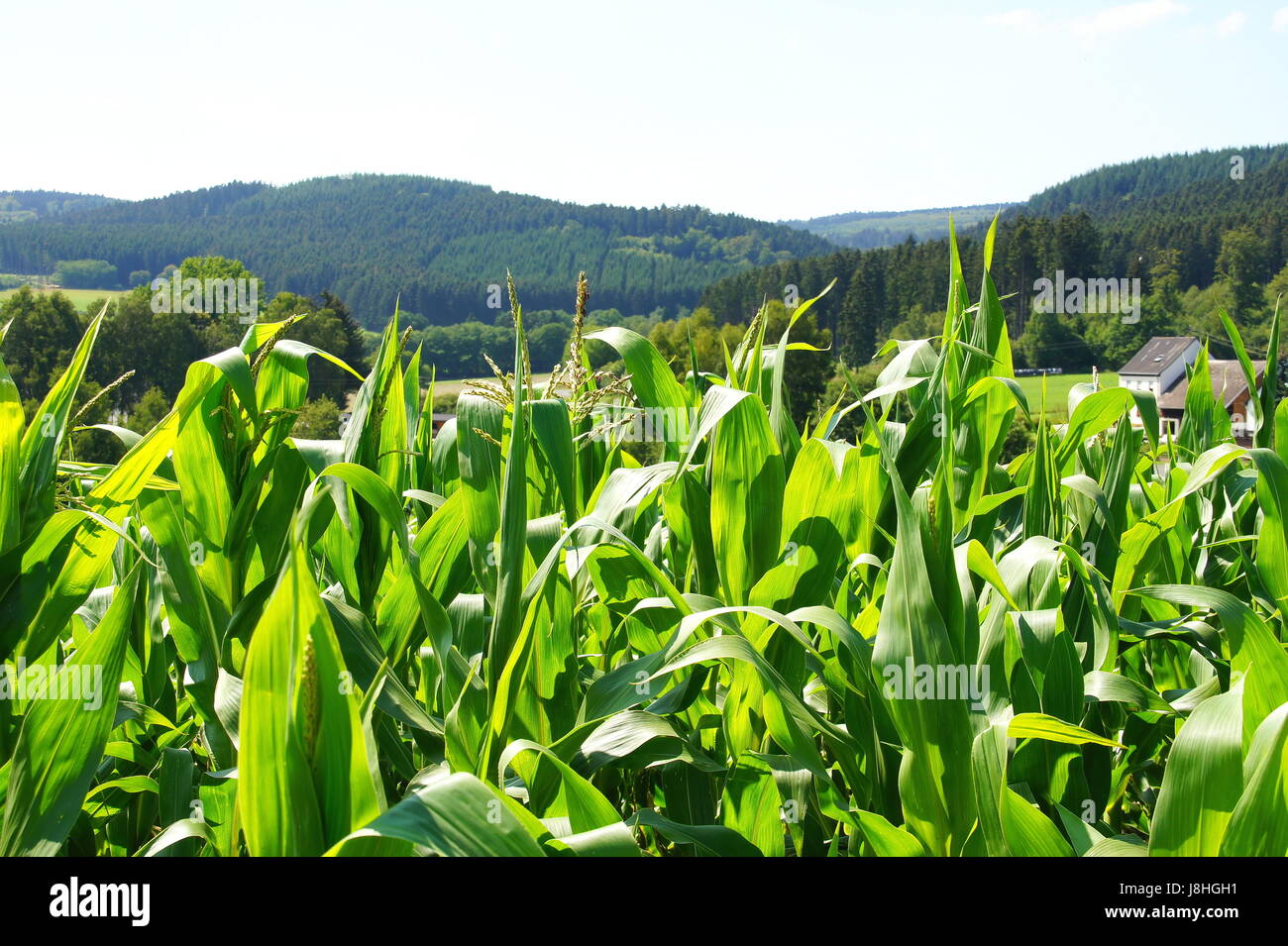 green, agriculture, farming, corn, cornfield, green, agriculture ...