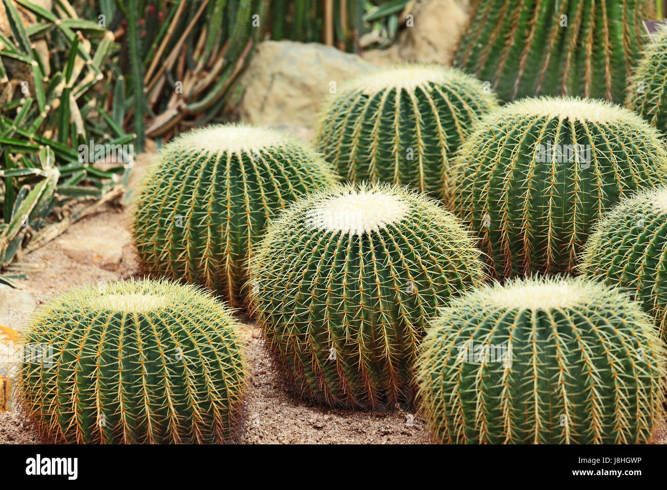 close, closeup, garden, desert, wasteland, ball, flora, botany, prickle ...