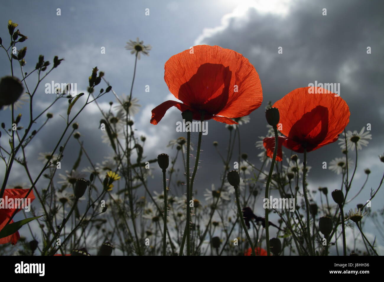 flower, plant, agriculture, farming, poppy, thunder-storm, red, shine ...